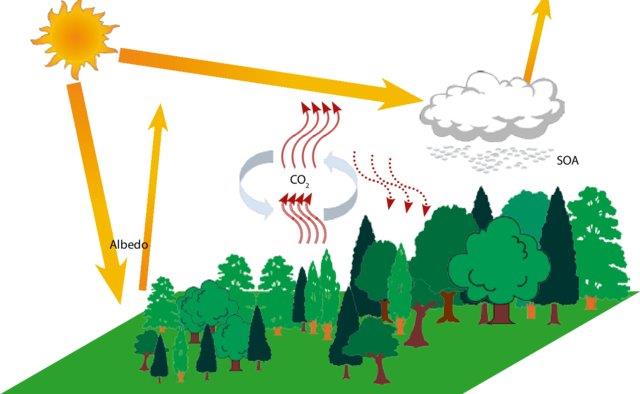 Timber Research - Haptic